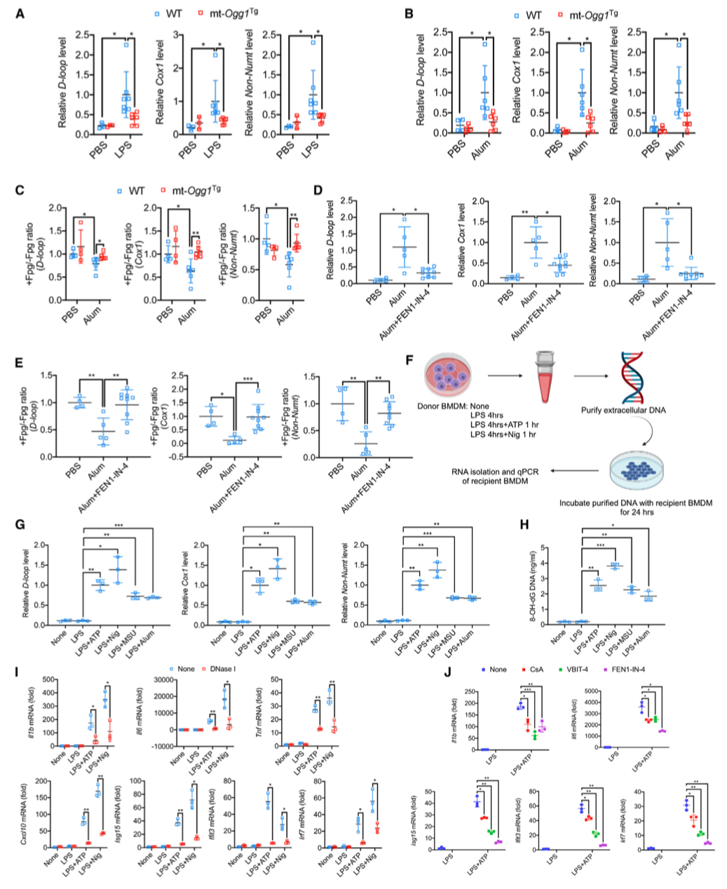 Immunity丨mtDNA如何释放以及点燃“自体炎症之火” - 知乎
