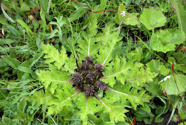 珍稀藏药材 | 健脾和胃、调气解郁、止痛……藏木香原来有这么多药用价值！ - 知乎