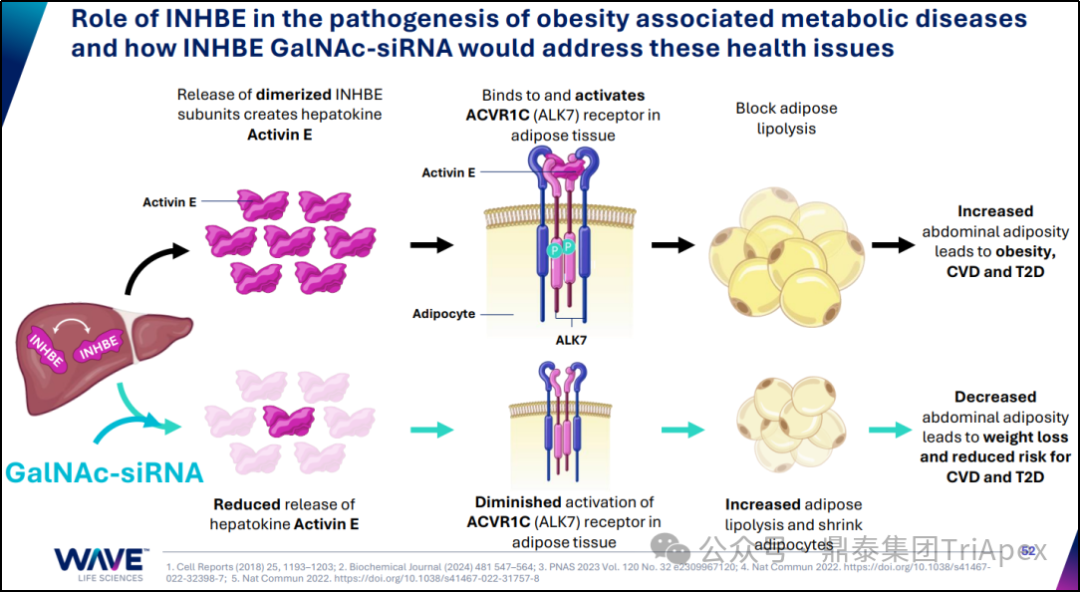 INHBE GalNAc-siRNA，ALK7 Lipid-siRNA最新进展 - 知乎
