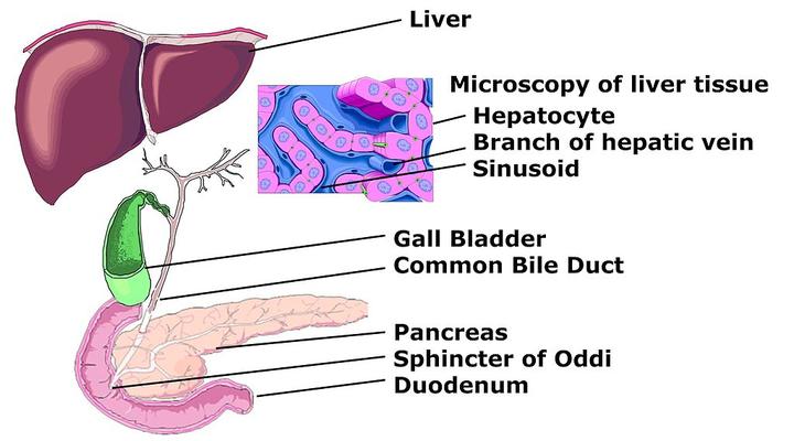 奥迪括约肌功能障碍 Sphincter of Oddi dysfunction - 知乎