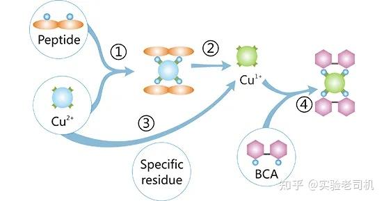 手把手教学——BCA法检测蛋白浓度 - 知乎