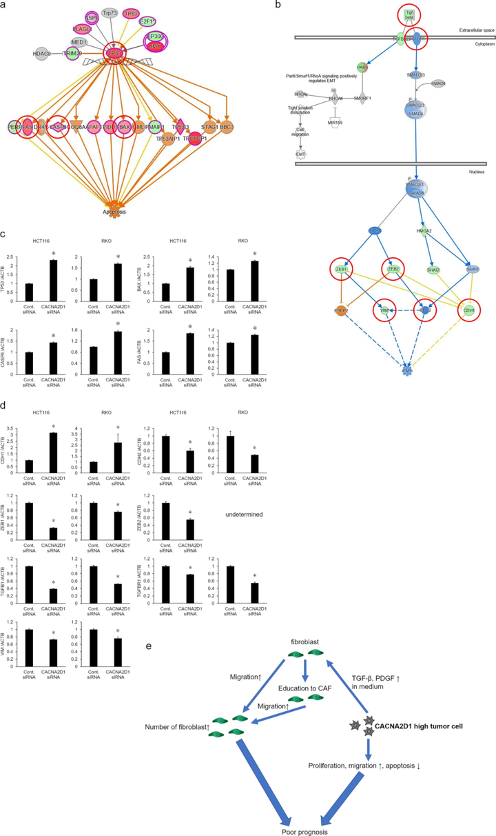 电压门控性钙通道α2/δ亚基-1（CACNA2D1）调控结肠癌的进展并影响结肠癌的微环境 - 知乎