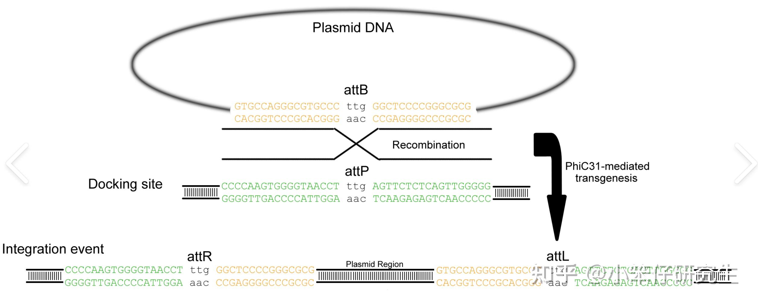 PhiC31整合酶介导的基因重组技术及其应用前景 - 知乎