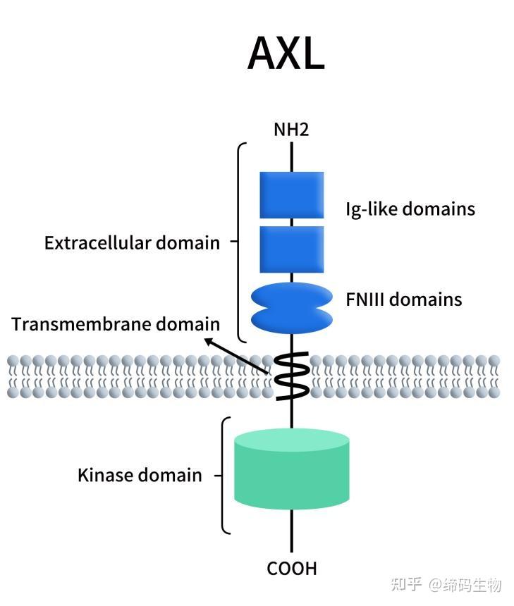 三款AXL-ADC折戟，癌症新兴靶点AXL还能在肿瘤免疫治疗中出圈吗？ - 知乎