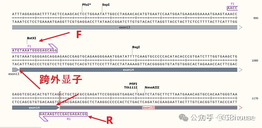 从引物设计到结果-全流程走完实时荧光定量PCR（qPCR）--技术篇 - 知乎