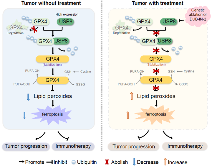 《PNAS》解读：去泛素化修饰-顺序渐进-刨根问底。去泛素化酶USP8靶向铁死亡提高肿瘤免疫治疗的机制 - 知乎