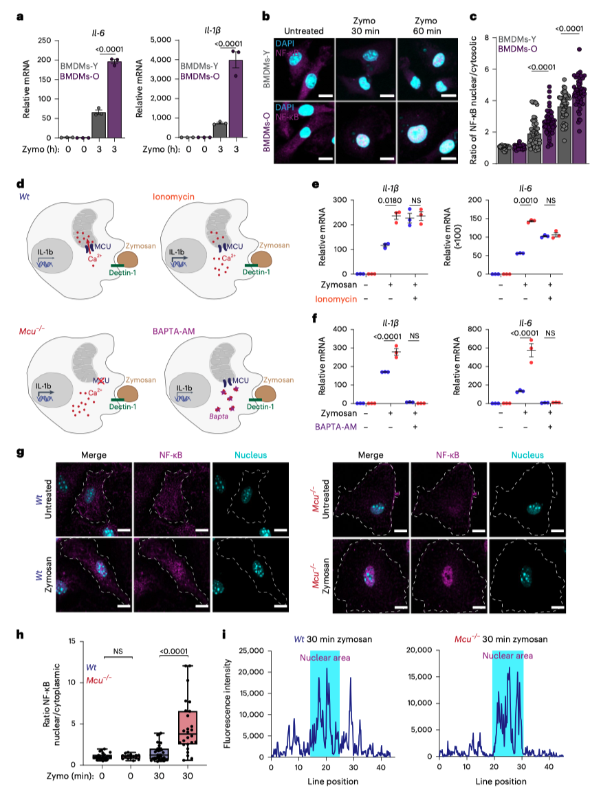 Nature Aging丨巨噬细胞线粒体钙吸收减少是炎症的主要驱动因素 - 知乎