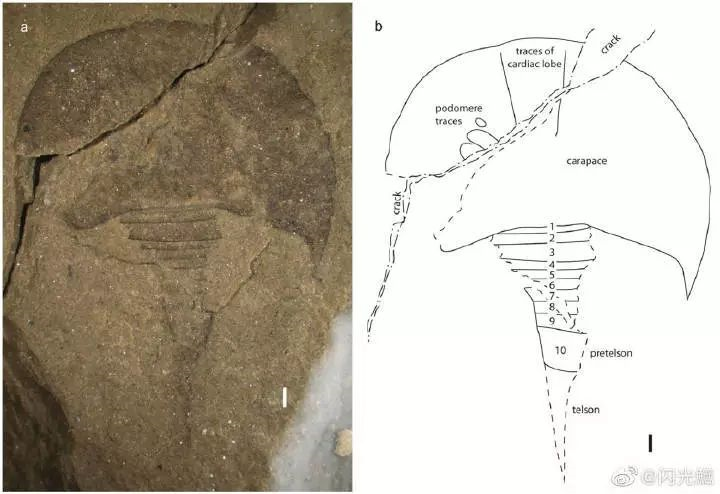 “活化石”真的长期以来都没有进化吗？（作者：达达） - 知乎