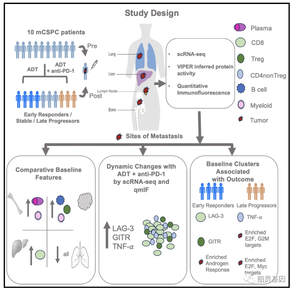 Cancer Cell | ADT和抗PD-1的联合治疗显著增加前列腺癌免疫浸润 - 知乎
