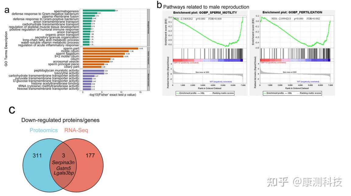 NC|男性不育新机制：CEP112突变损害相分离和必需生育mRNA的翻译 - 知乎