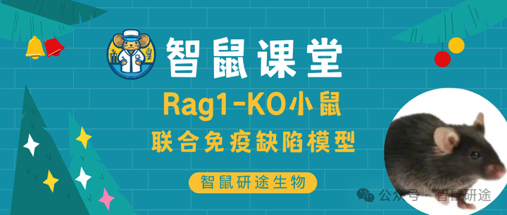 智鼠课堂 | Rag1-KO小鼠——联合免疫缺陷模型 - 知乎