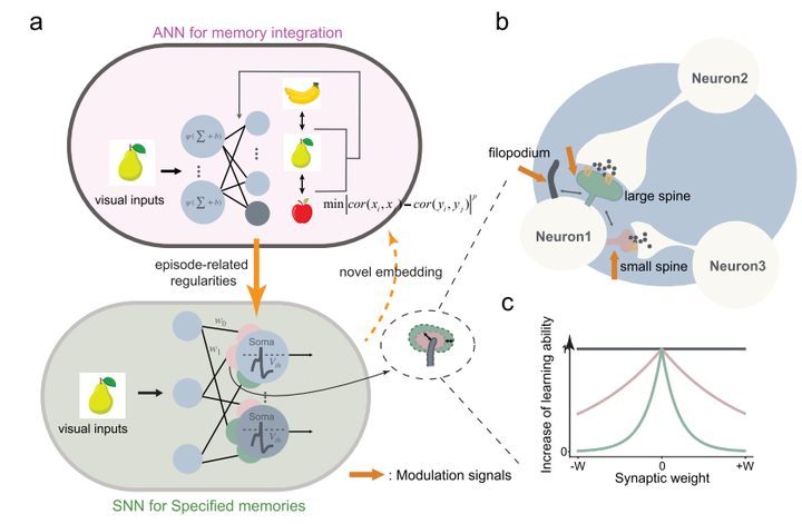 【连续学习之CH-HNN算法】2025Nature期刊Hybrid Neural Networks for Continual Learning Inspired by - 知乎