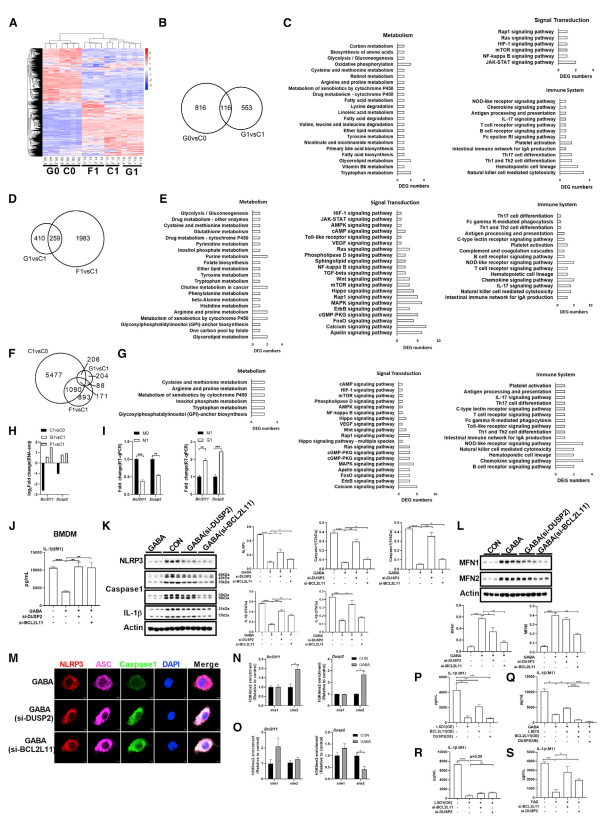 Cell Rep | 任文凯/印遇龙院士团队琥珀酰化修饰组学揭示GABA调控巨噬细胞命运机制 - 知乎