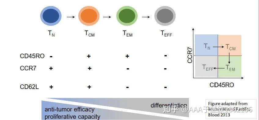 一种新型的可以替代血清的血小板裂解液血清 --用于人T细胞的体外转导和扩张 - 知乎