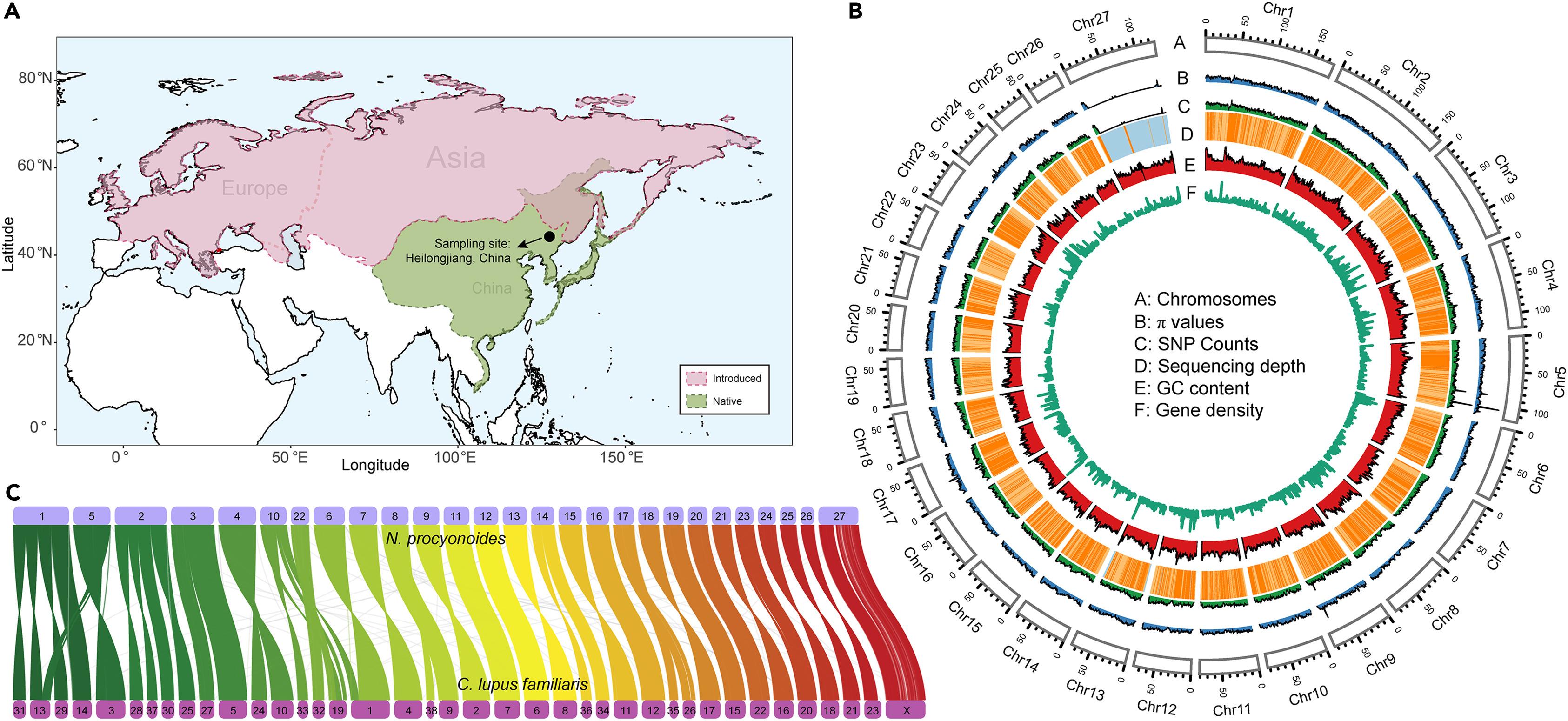 文献解读-The chromosome-scale genome of the raccoon dog: Insights into its ...
