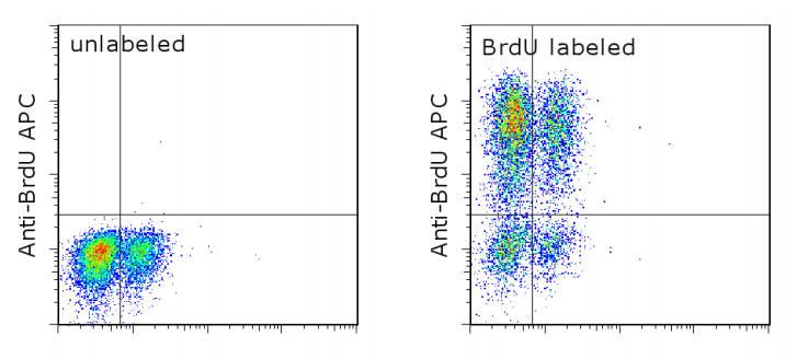 BrdU染色检测怎么做？ - 知乎