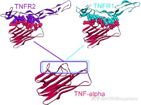 【靶点新势力】免疫先锋：肿瘤坏死因子-α（TNF-α） - 知乎
