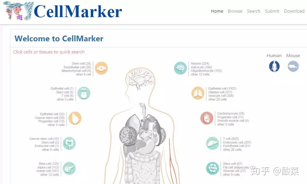 细胞定位及标志物数据库——CellMarker - 知乎