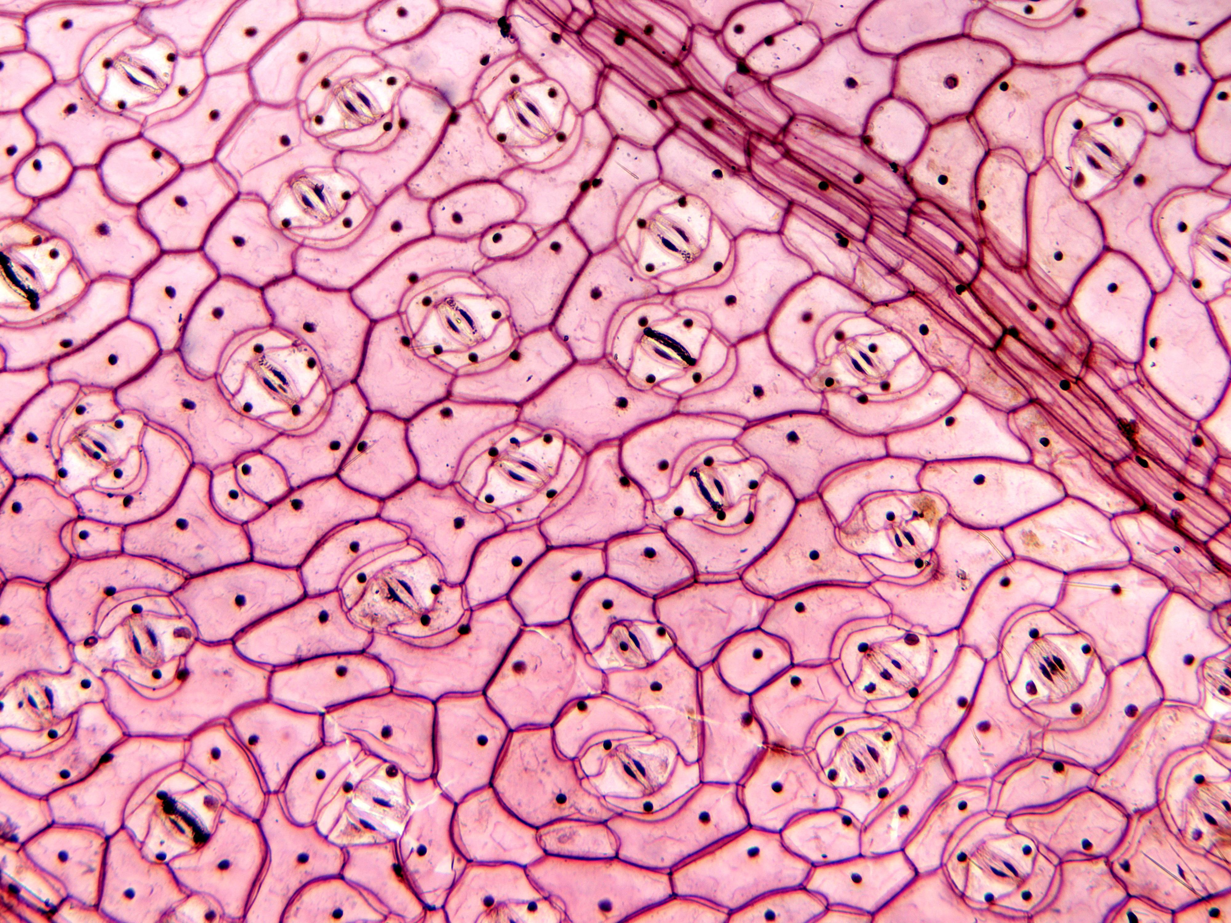 显微镜分辨率、相机分辨率与人眼分辨率之关系 - 知乎