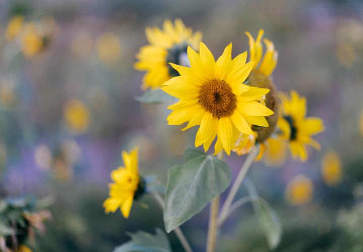 LLM：ChatGLM3-6B 小试 - 知乎