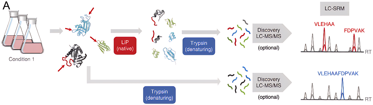 LiP-MS与TPP——探索药物靶点筛选新路径 - 知乎