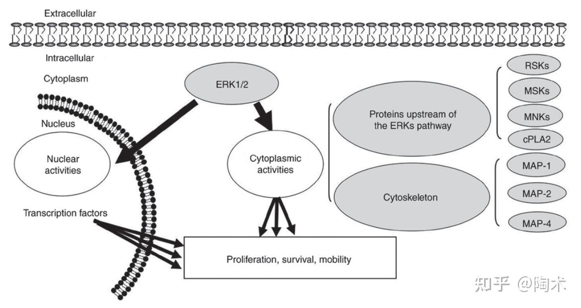 快速了解ERK/MAPK信号通路？ - 知乎
