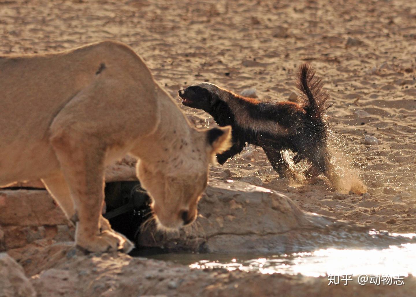 非洲最猛的雕，可捕食幼狮，却惨遭平头哥掏窝！ - 知乎