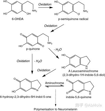AbMole丨Oxidopamine：经典神经毒素及其在帕金森病研究中的应用 - 知乎