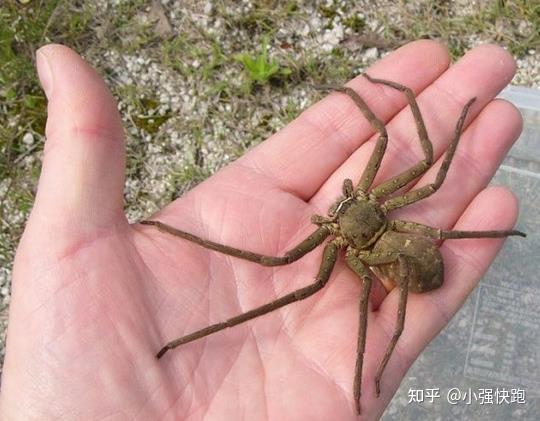 蟑螂的天敌有哪些？