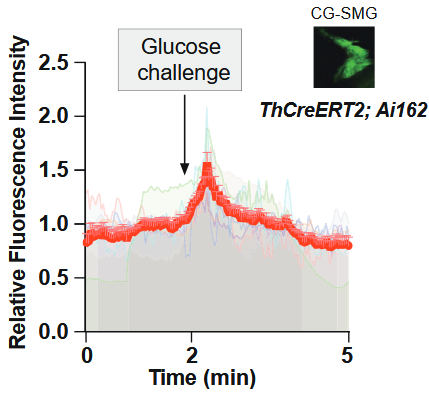 文献分享：交感神经-肠内分泌L细胞调节GLP-1释放 - 知乎