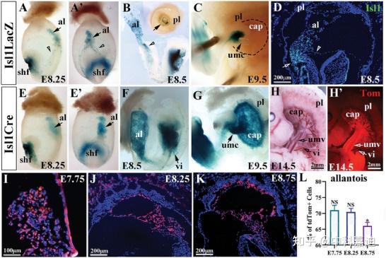 Isl1识别胚外中胚层/尿囊前体细胞，并在胎盘形态发生和血管形成中起着必要作用 - 知乎
