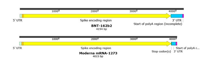 辉瑞/BNT（Pfizer/BioNTech） 和 莫德纳（Moderna） mRNA 疫苗的核酸设计思路 - 知乎