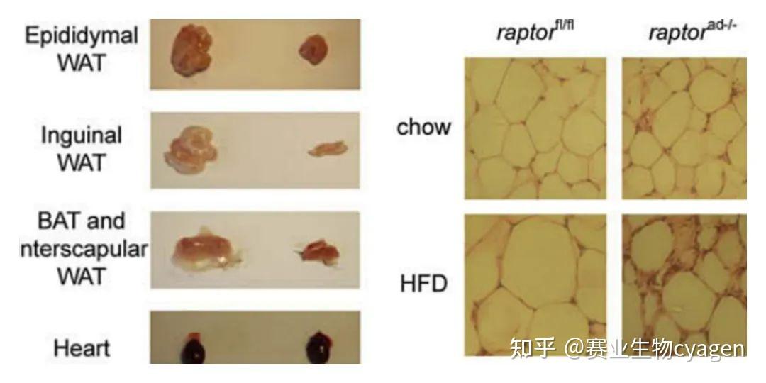 研究发育和衰老的关键信号通路mTOR——Rptor基因敲除小鼠 - 知乎