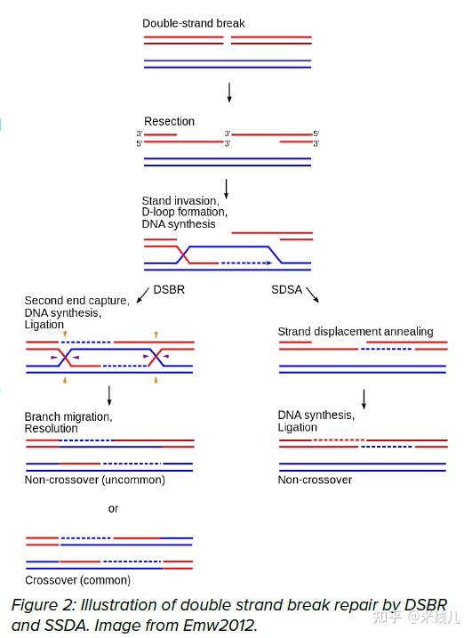 同源定向修复途径简介 - 知乎