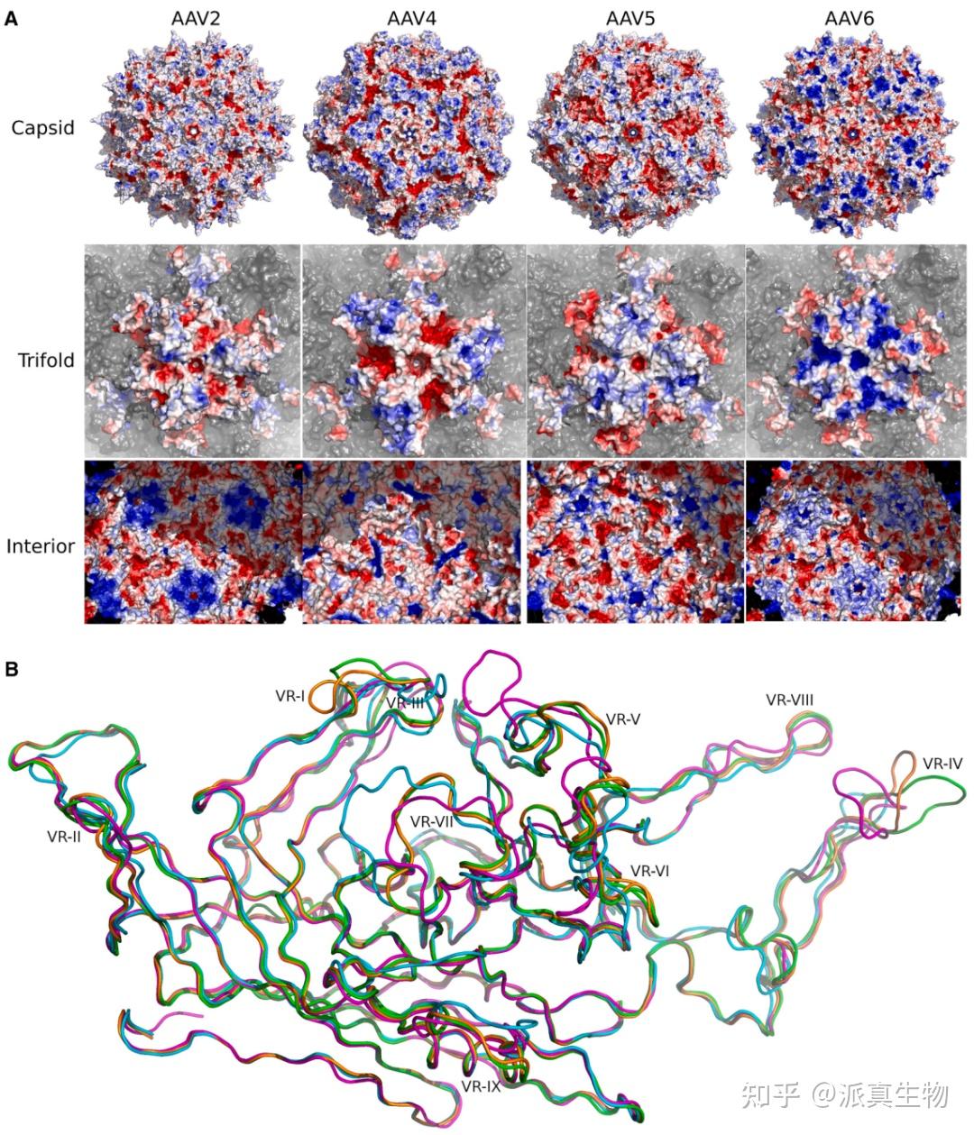 AAV载体进化简史（4）：从理性设计、AI辅助衣壳设计到人体筛选 - 知乎