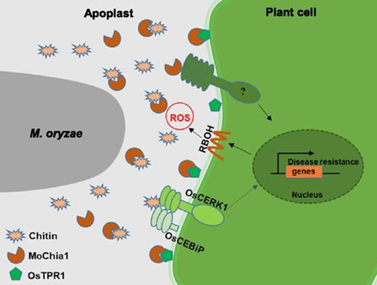 病原菌Chitin与植物受体之间的一报还一报重复博弈策略 - 知乎