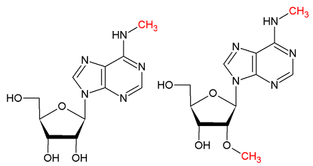 不能把“功劳”都算到m6A头上，FTO不仅仅是m6A去甲基化酶 - 知乎