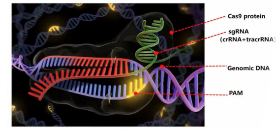 双靶点 sgRNA敲除如何PCR鉴定并举例 - 知乎