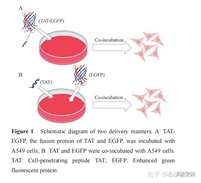 细胞穿膜肽TAT以非融合形式递送蛋白质的能力探究 - 知乎