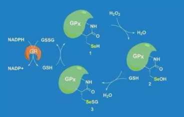 谷胱甘肽过氧化物酶（GSH-Px）作用合集 - 知乎