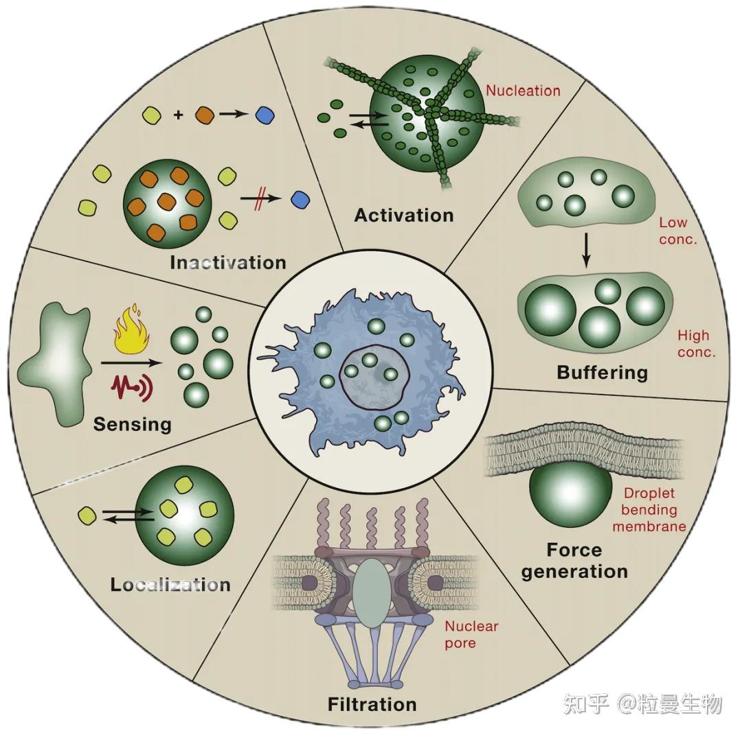 技术专题 | 液-液相分离 (LLPS)：现代生物医学中的新前沿【珍藏】 - 知乎