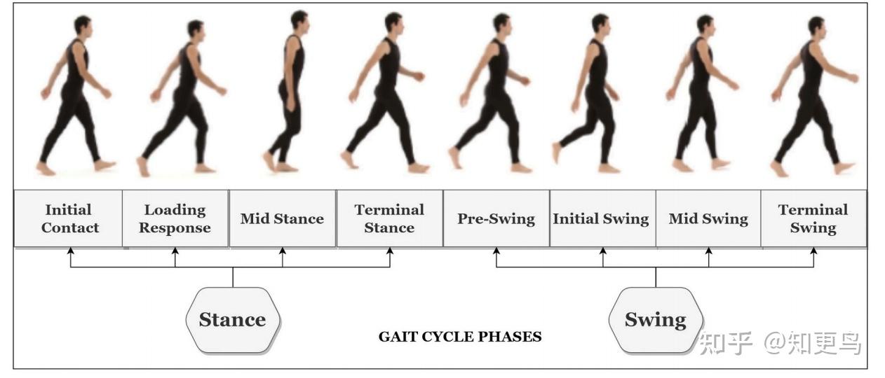 步态分析的综合综述:历史、参数、方法、姿态估计和未来工作-第一部分 - 知乎