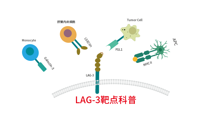 LAG-3靶点机制和研究进展 - 知乎