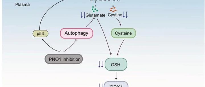 CDD丨PNO1 通过 GSH 代谢重编程抑制肝细胞癌自噬介导的铁死亡 - 知乎