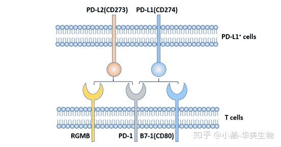 PD-1——重要的免疫检查点 - 知乎