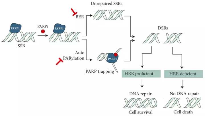 PARP抑制剂十年历程 - 知乎