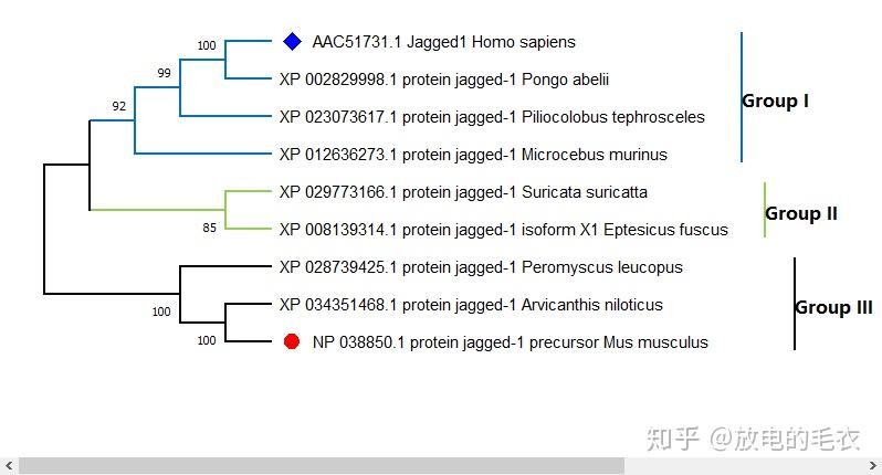 MEGA在分子进化树方面的应用 - 知乎