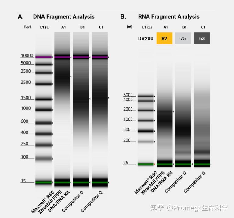 快快快！从FFPE组织样本中灵活快速地纯化DNA和RNA - 知乎
