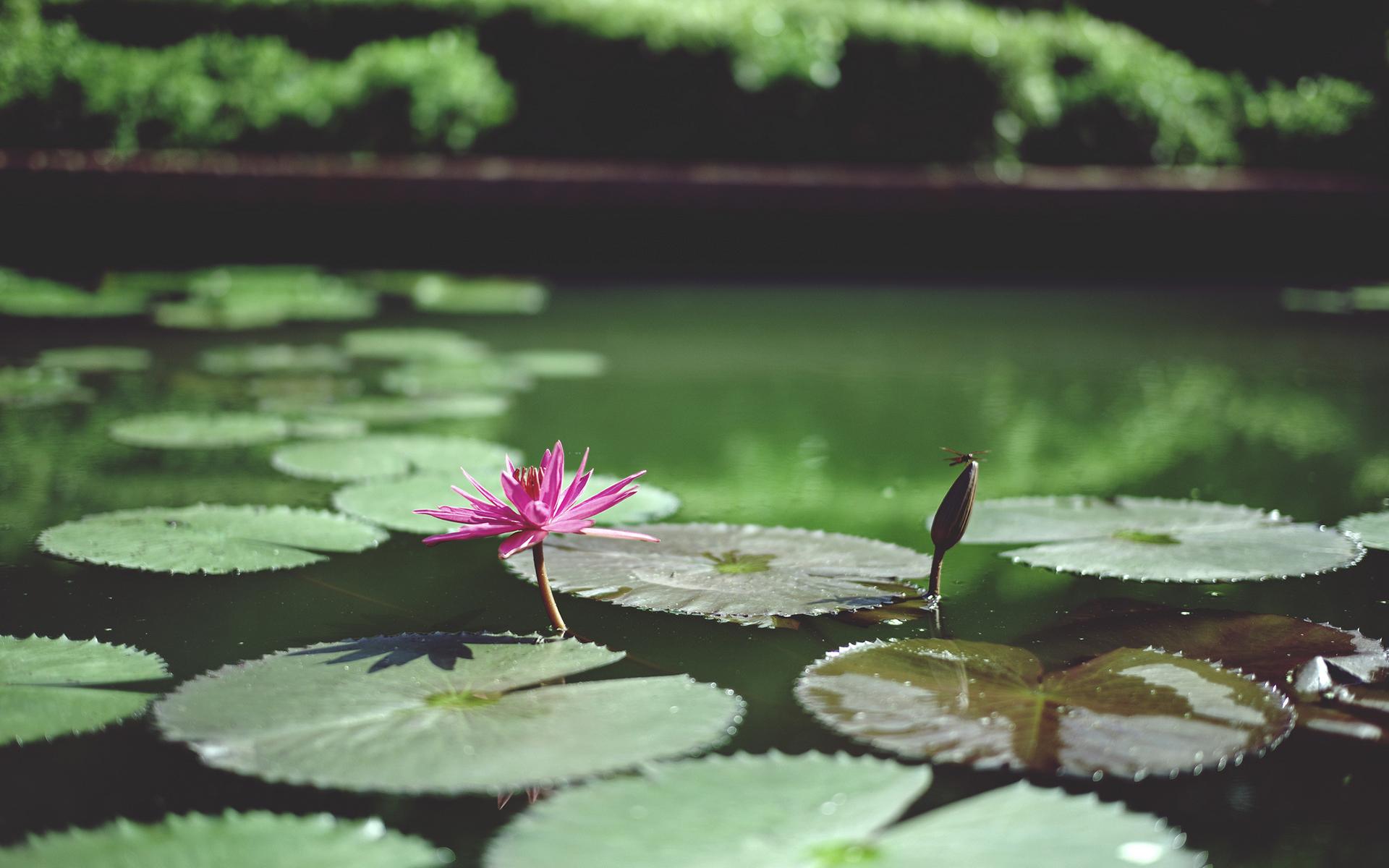 有哪些优雅的 Windows 10 壁纸？ - 知乎