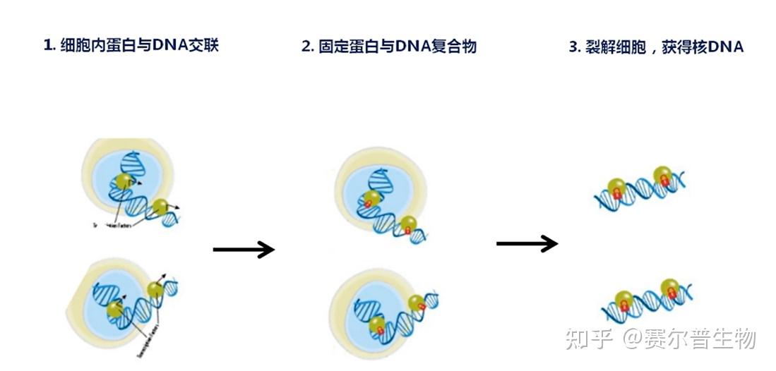 能讲解一下ChIP qPCR实验的详细步骤吗? - 知乎